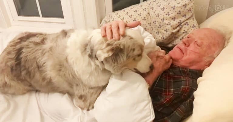 Loyal Dog Offers Heartwarming Support to Grandpa