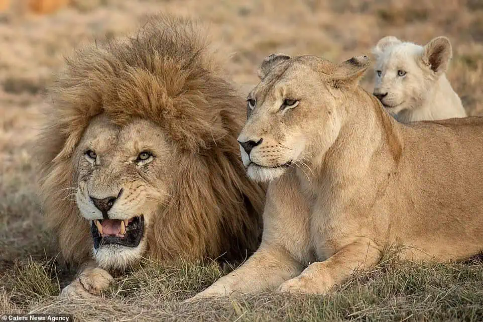 Heartwarming Moments: A Lion Pride's Affection in South Africa