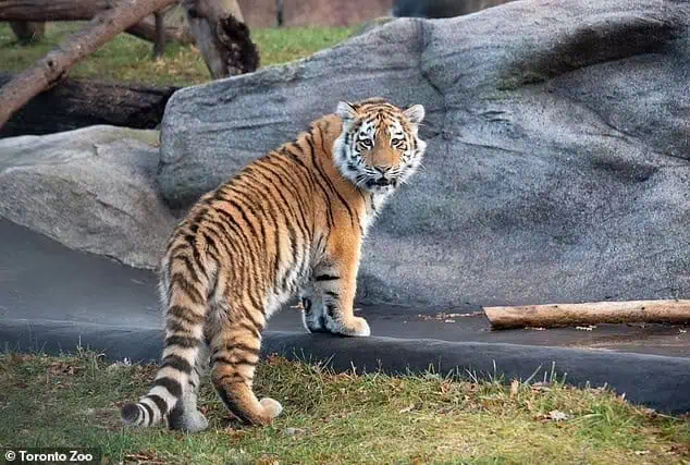 "Remembering Mila: The Young Amur Tiger Who Captivated Hearts"