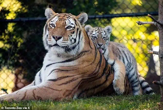 "Remembering Mila: The Young Amur Tiger Who Captivated Hearts"