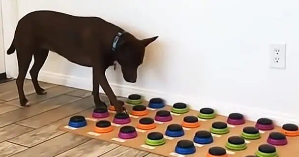 Clever Dog Learns to 'Talk' with Custom Soundboard Created by Her Owner ...