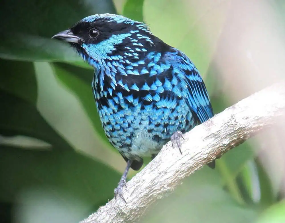 The Radiant Beryl-Spangled Tanager: A Jewel of South America