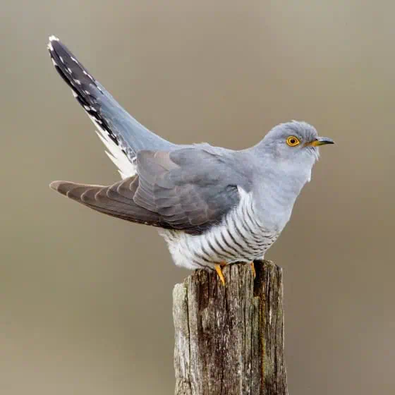 The Cunning Tactics of the Cuckoo Bird: Master of Deception | Daily BB News