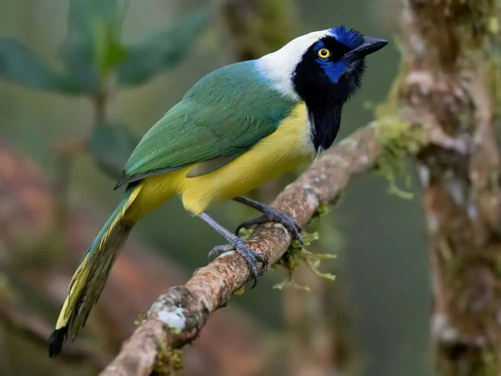 Discovering the Unique Qualities of the Inca Jay