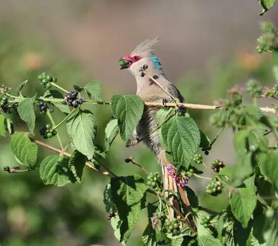 The Blue-Naped Mousebird: A Unique African Bird with Striking Colors ...