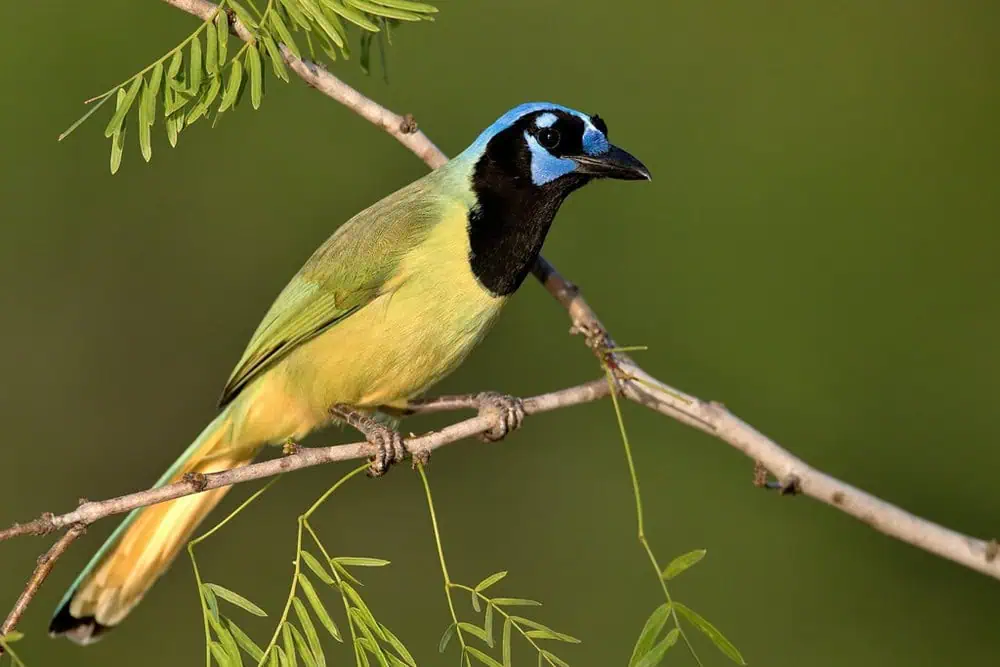Discovering the Unique Qualities of the Inca Jay
