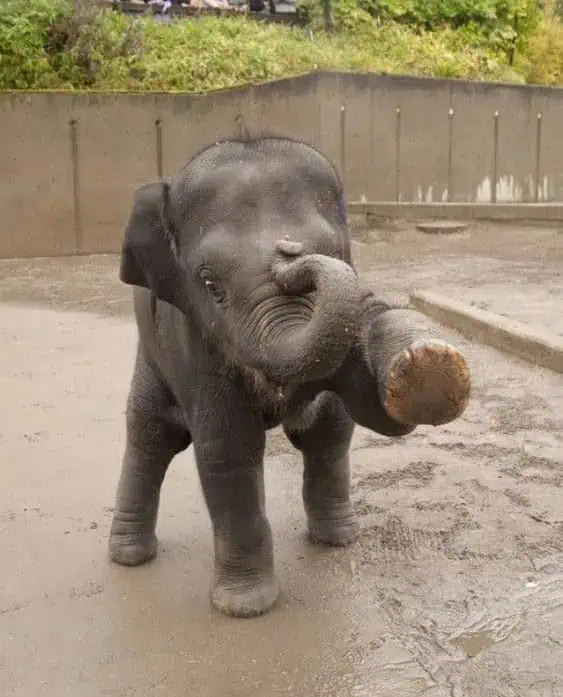 The Joy of Baby Elephants: Discovering Their First Steps