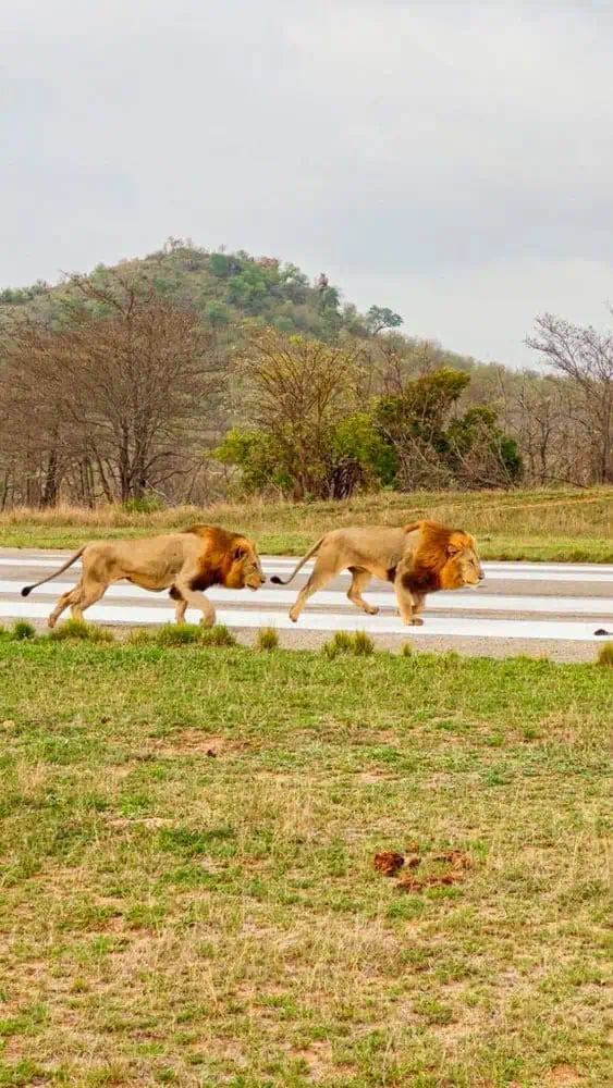 Thrilling Encounter: A Battle of Lions Unfolds in the Wild