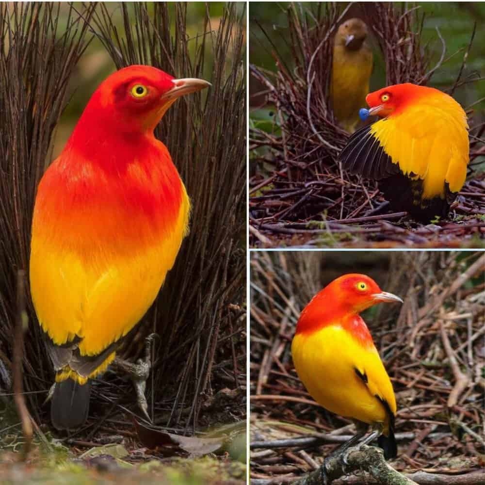 A Symphony of Color: The Stunning Flame Bowerbird’s Dance of Love