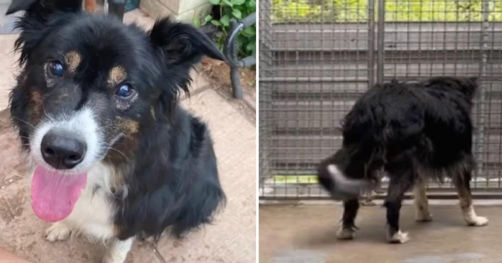 Blind Dog Finally Finds Freedom After 15 Months in a Shelter