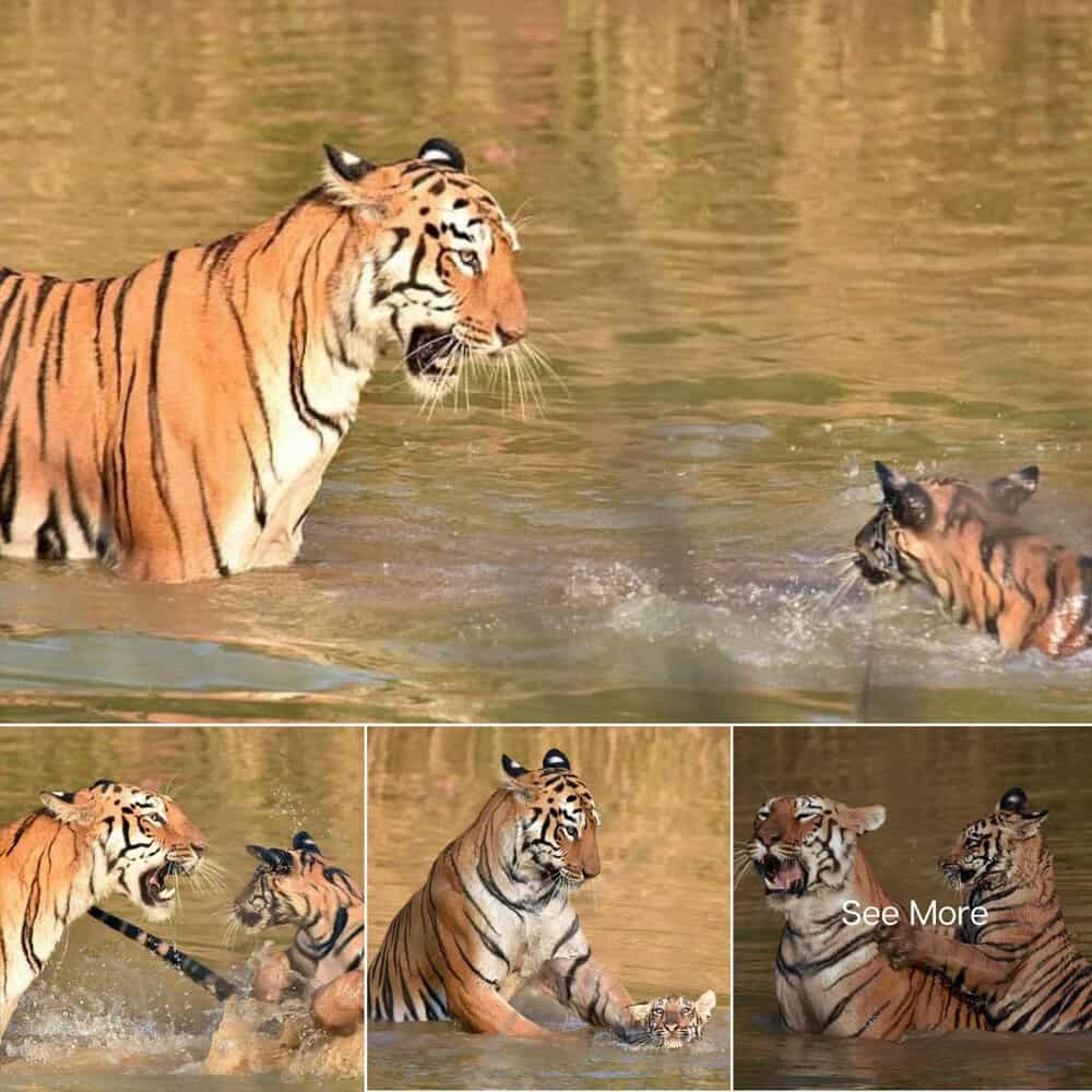 Captured Moments of a Rescued Tiger Mom’s Playful Bond with Her Cub in ...
