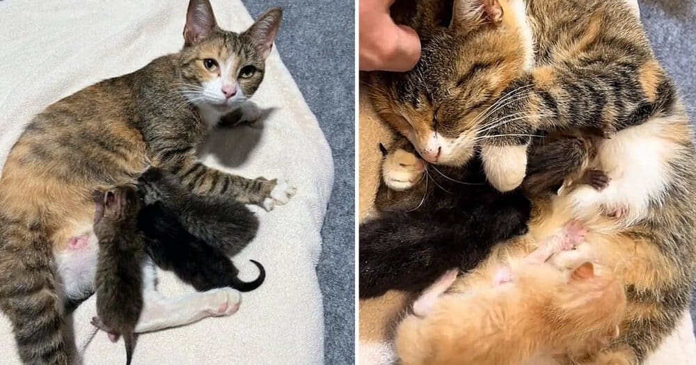 Cat Leads Rescuers to Her Kittens Just Before Hurricane Milton, Showing ...