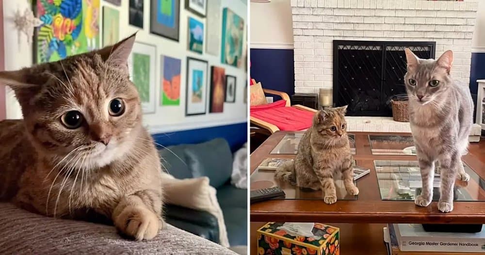 Cat Misidentified as a Kitten Proves to Be Much Older