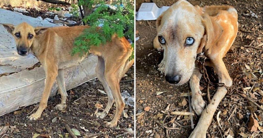 Devoted Dog Brings Food to Starving Friend to Keep Him Alive