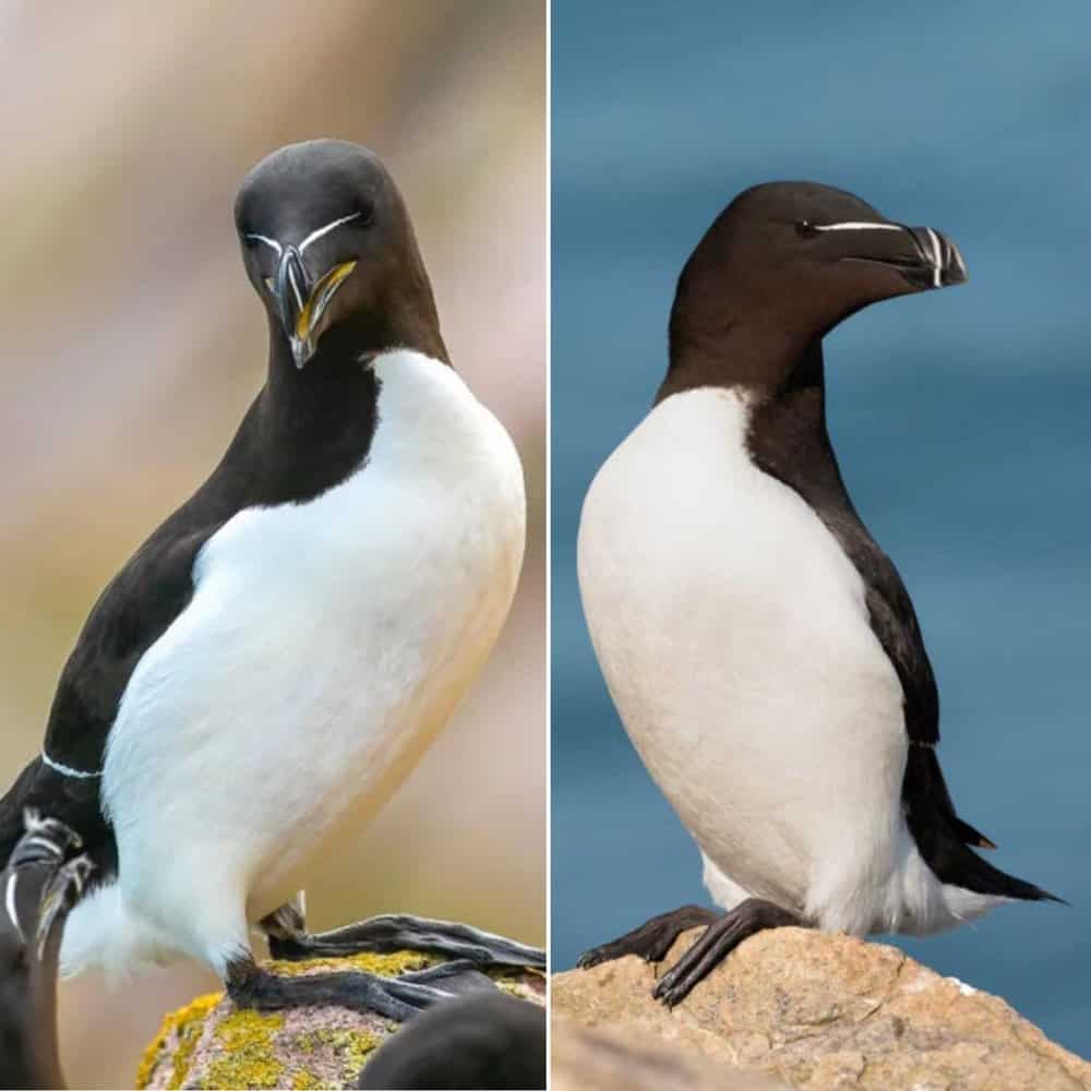 Discover the Graceful Razorbill: A Bird with a Unique Beak and Striking ...