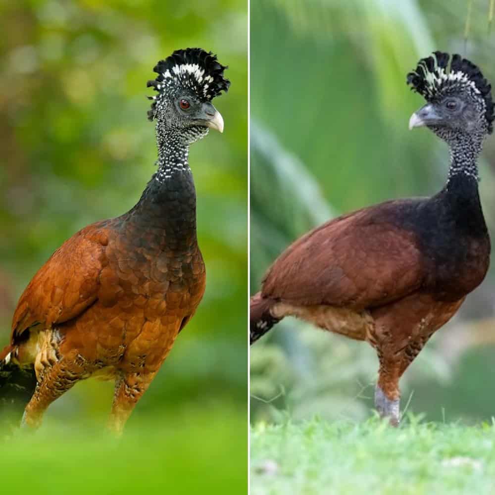 Discover the Majestic Beauty of the Great Curassow