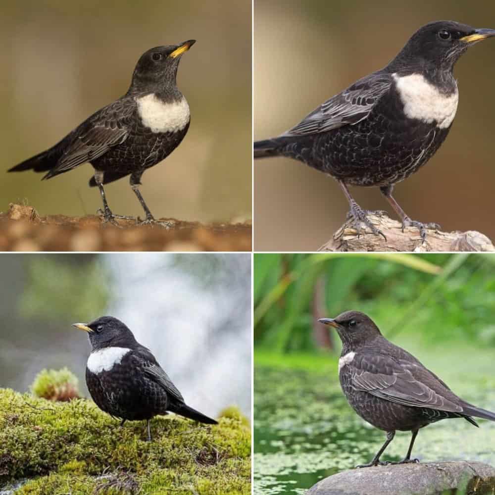 Discovering the Ring Ouzel: A Unique Bird with Stunning Plumage and ...