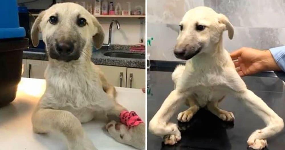 Dog with Deformed Legs Rescued After Years of Struggling on the Streets