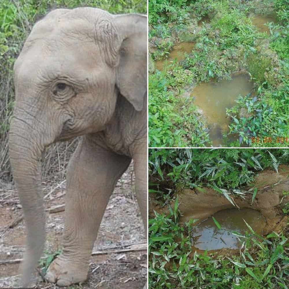 Elephant Footprints Become Vital Nurseries for Frogs in Dry Seasons ...