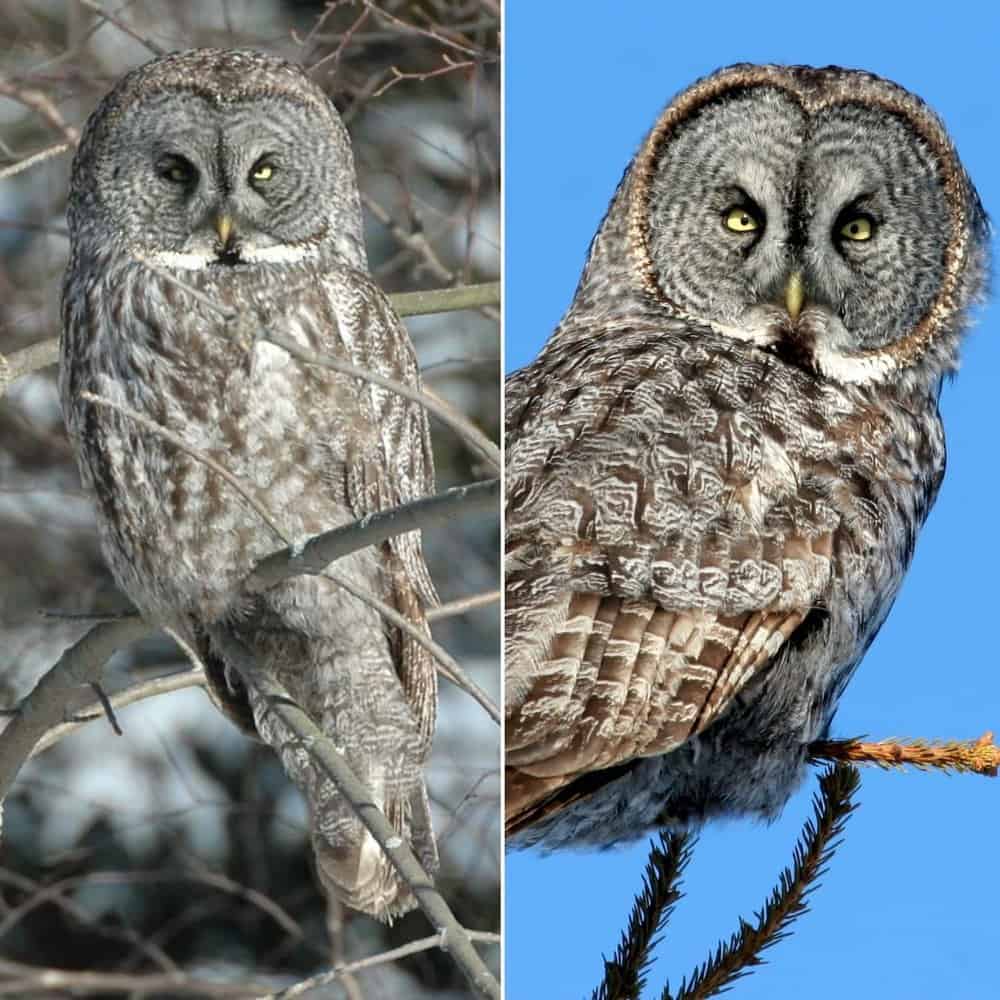 Great Grey Owl: The Majestic and Elusive Bird of Northern Forests (VIDEO)