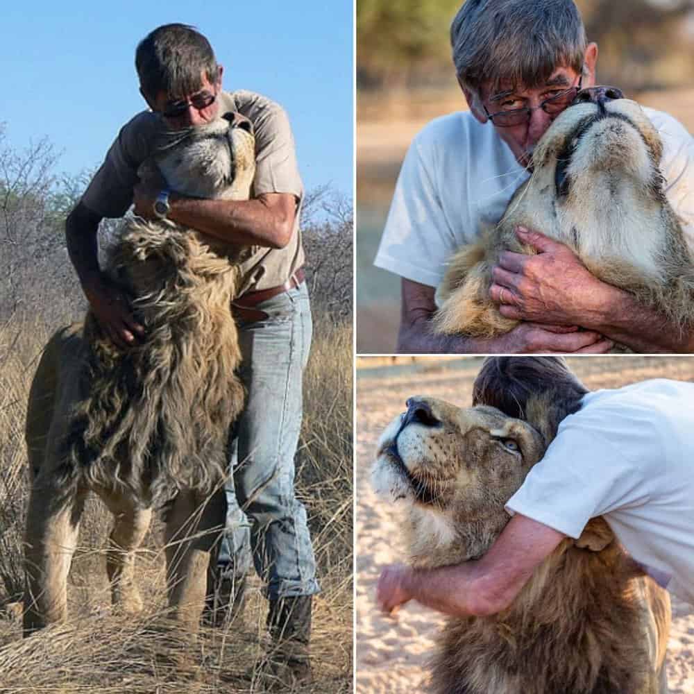 Heartwarming Tale: 11 Years of an Unbreakable Bond Between a Lion and ...