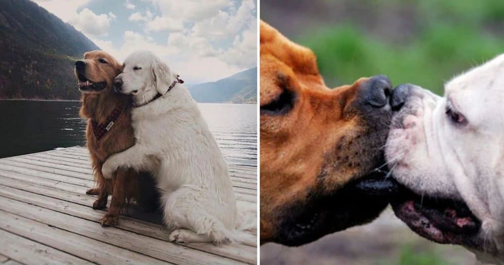 Husky’s Heartwarming Connection with a Distant Friend Captured Through ...