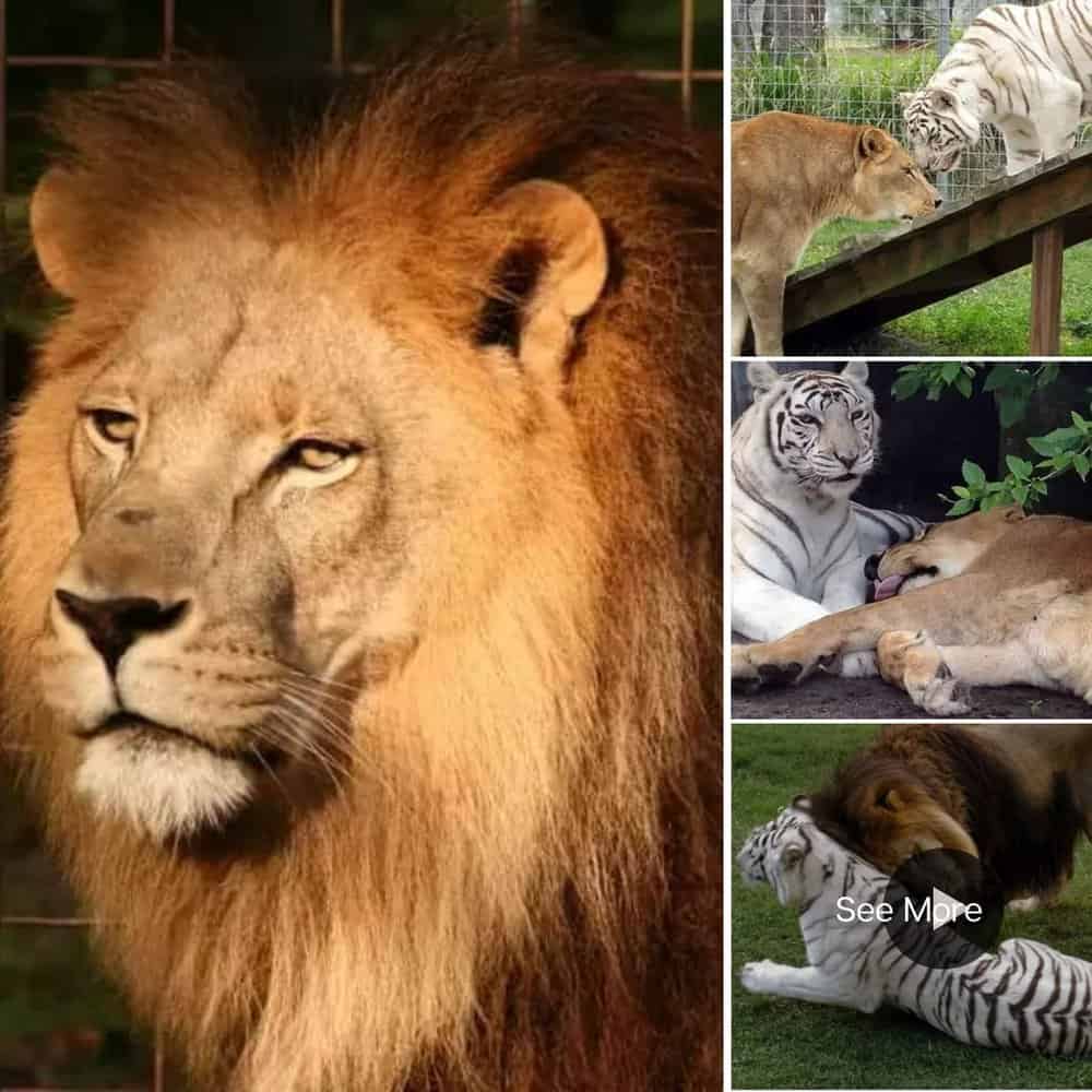 Love Knows No Bounds: The Heartwarming Story of Cameron the Lion and ...