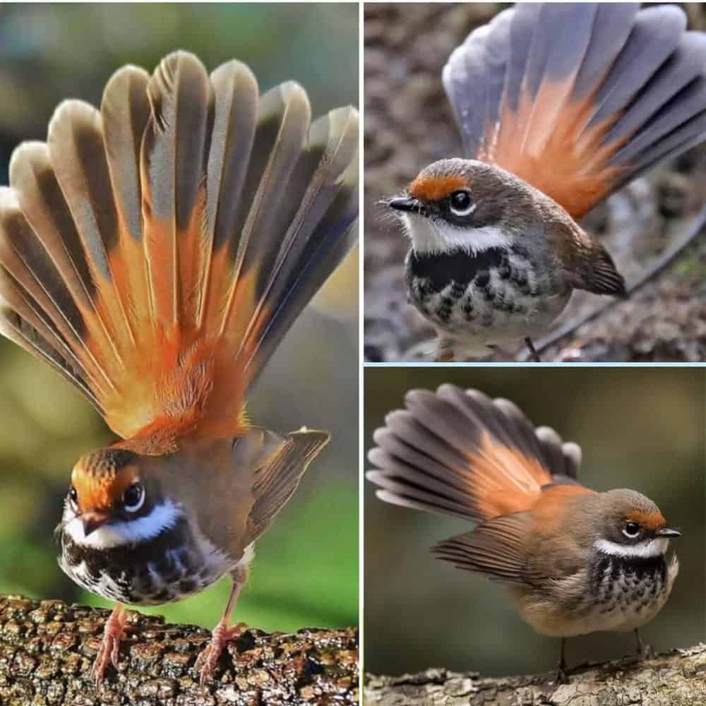 Meet the Rufous Fantail: A Vibrant Bird with Orange and Red Feathers ...