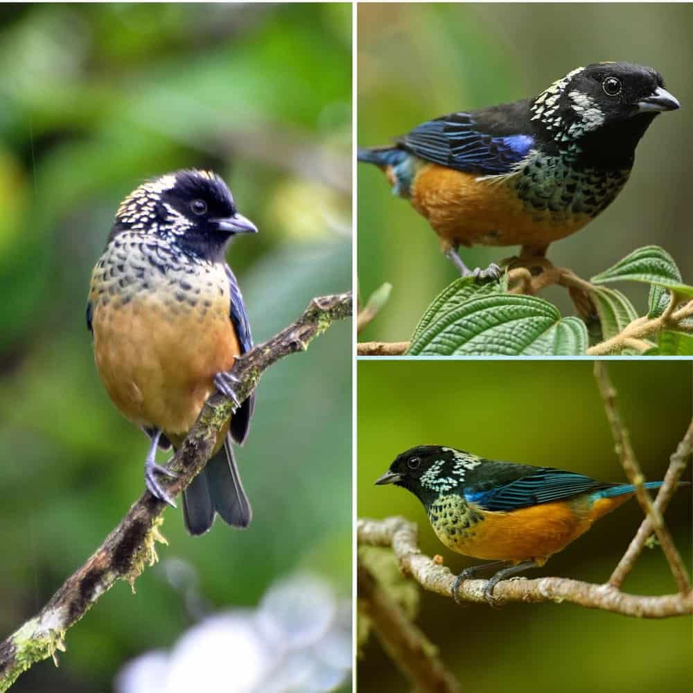 Meet the Stunning Spangle-Cheeked Tanager with Its Vibrant, Shimmering ...