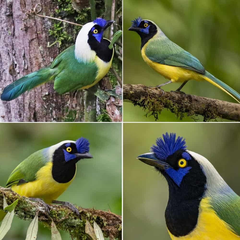Meet the Vibrant Inca Jay: A Colorful Delight for Birdwatchers
