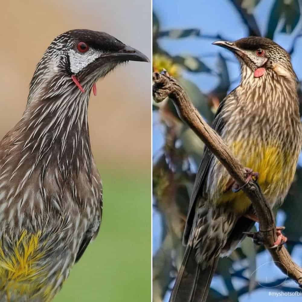 Red Wattlebird: Australia’s Distinctive Native Bird