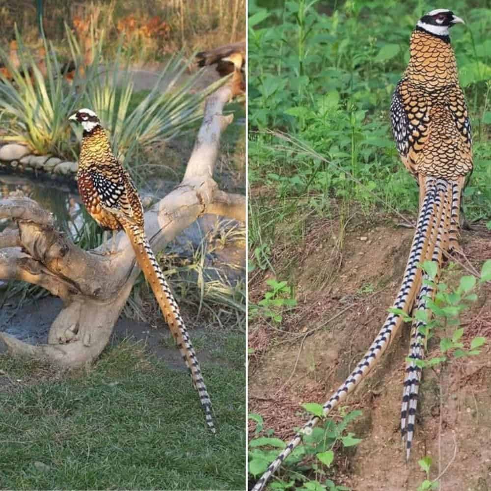 Reeves's Pheasant: An Iconic Bird of China with Stunning Plumage and ...