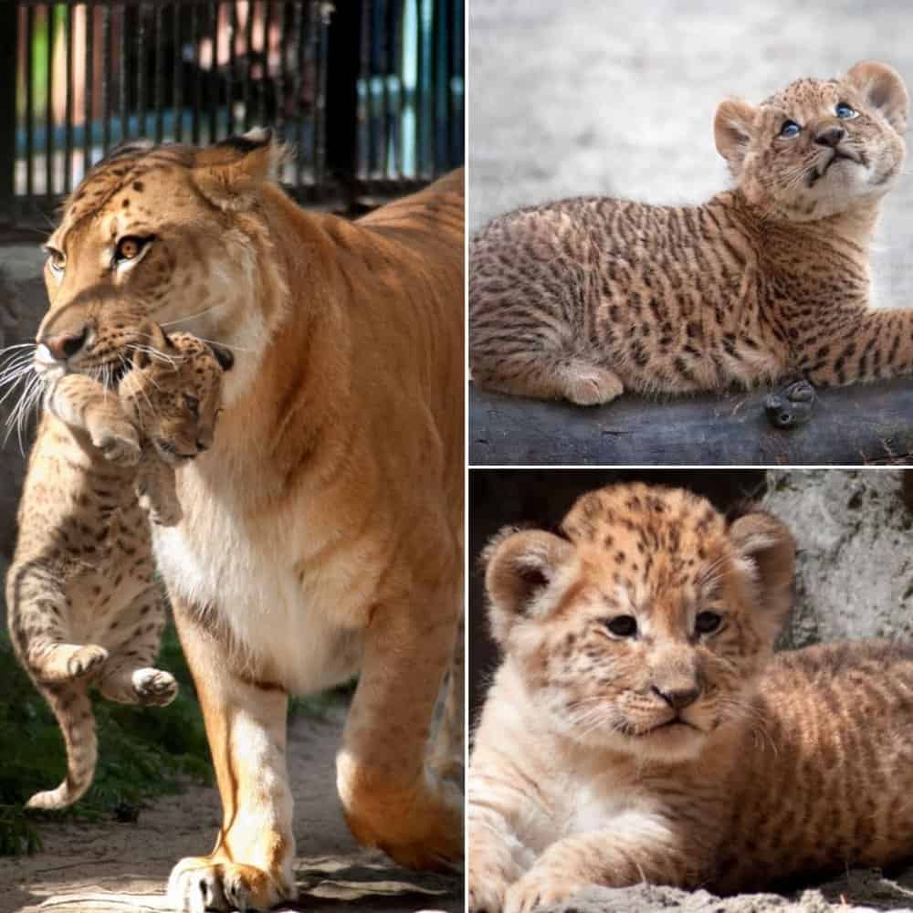 Russian Zoo Welcomes Rare Liger Cubs