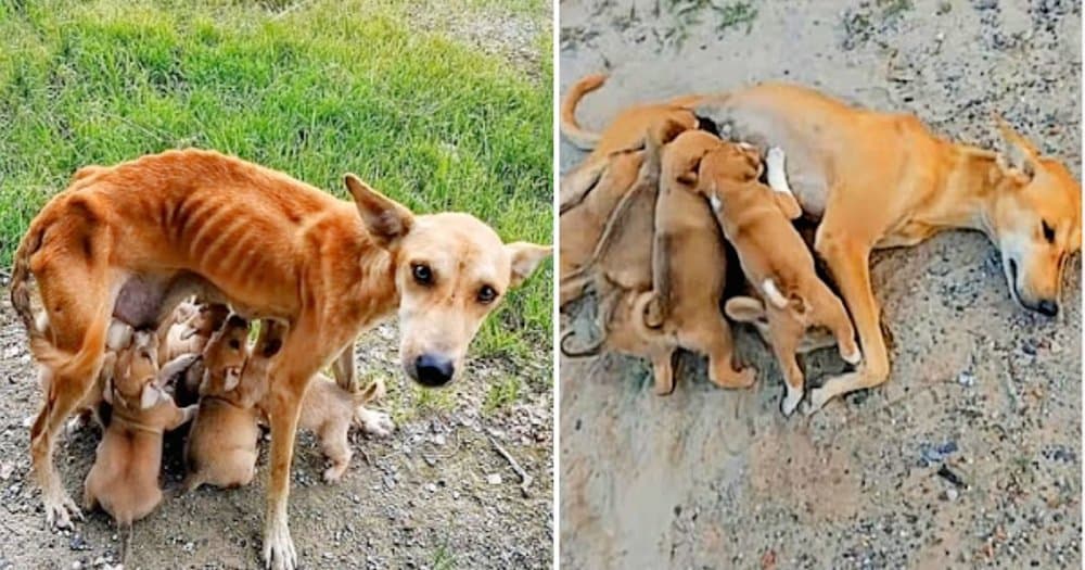 Starving and Desperate, a Mother Dog Pleads for Help While Caring for ...