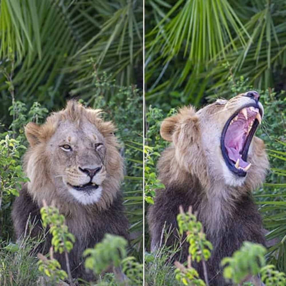 Stunning Encounter: Lion Roars and Winks at Photographer in Kenya