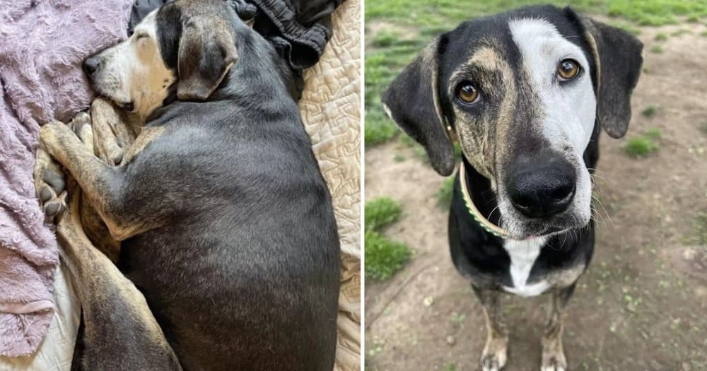Sundae the Dog Takes Her First Comfortable Nap After a Life of Hardship