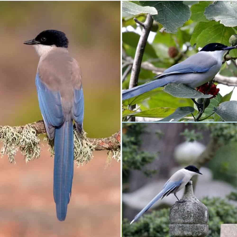 The Azure-Winged Magpie: A Stunning Bird of Blue Feathers and Social Grace