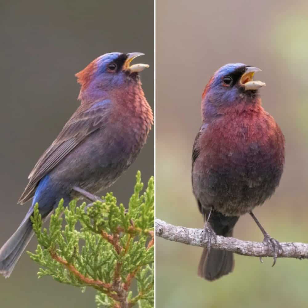 The Beautiful Varied Bunting: A Songbird Full of Color and Melody