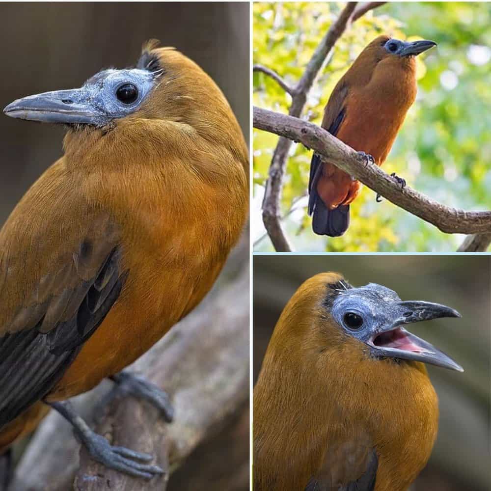 The Capuchinbird: A Unique Bird with Uncommon Traits
