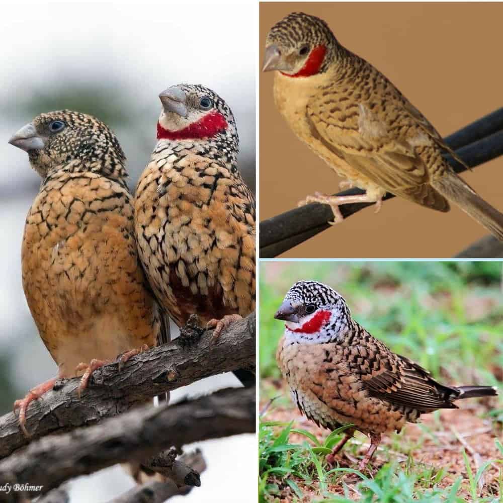 The Cut-throat Finch: A Striking Bird with Red-Throated Plumage and a ...