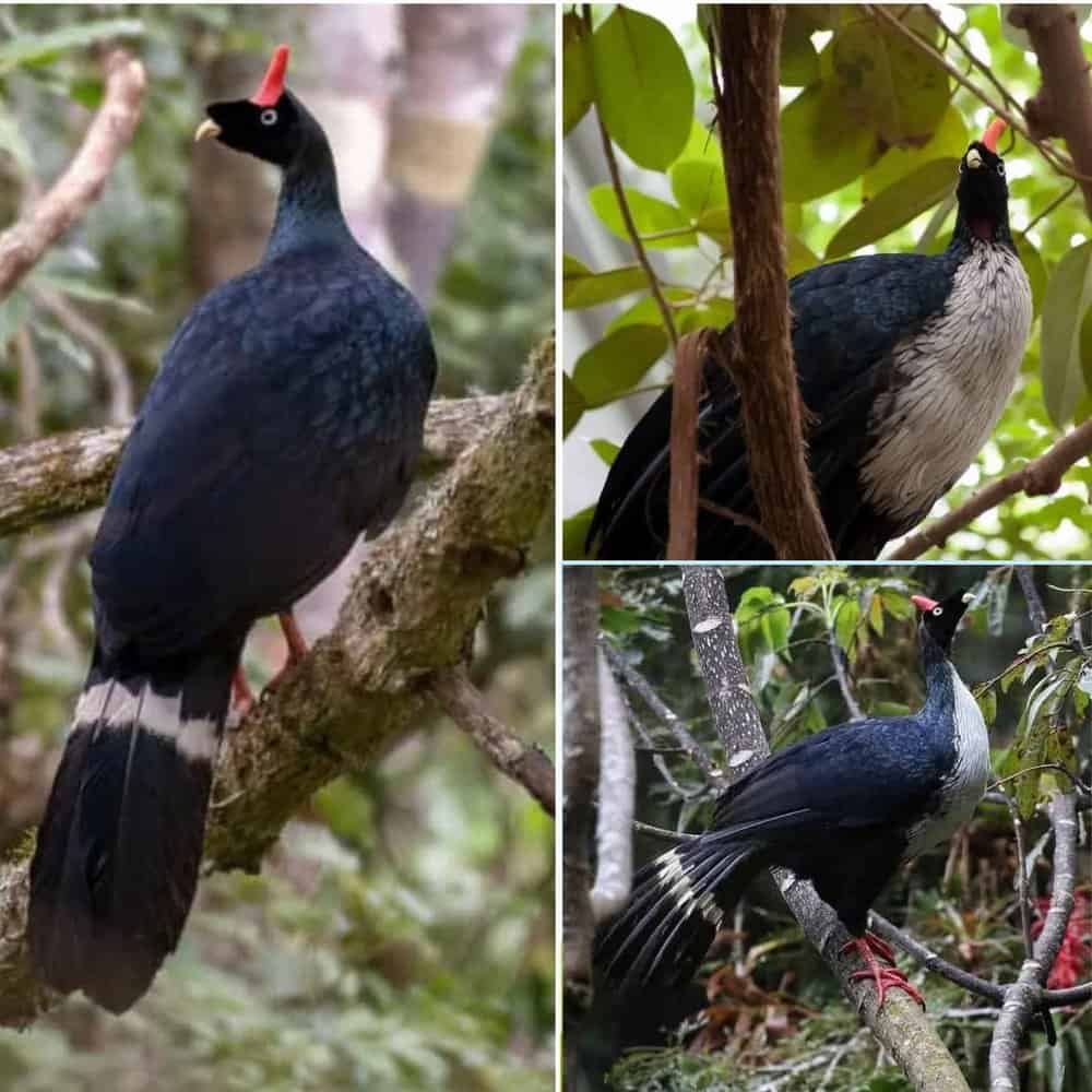 The Endangered Horned Guan: A Stunning Bird of Cloud Forests