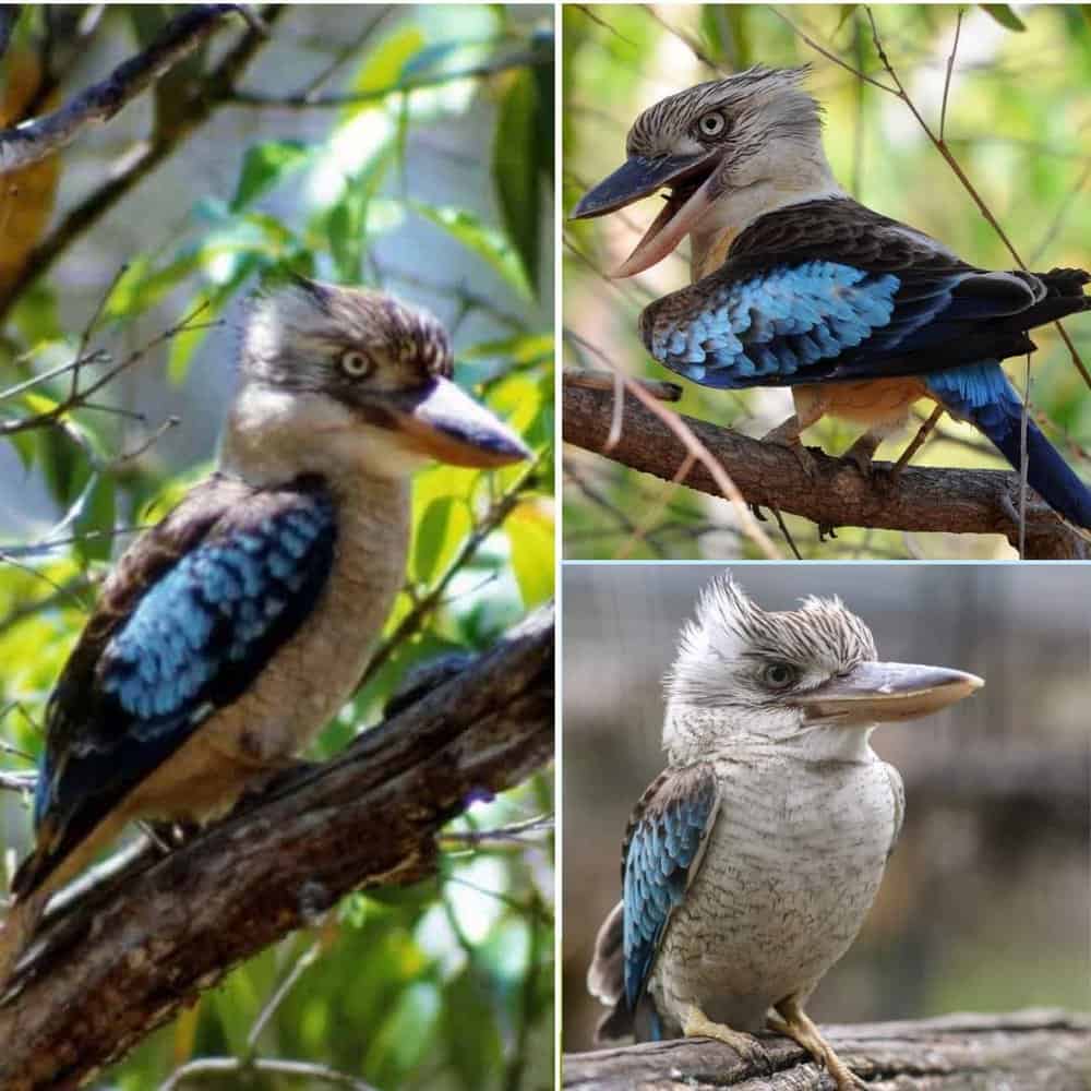 The Majestic Blue-Winged Kookaburra: Australia’s Iconic Bird of Beauty