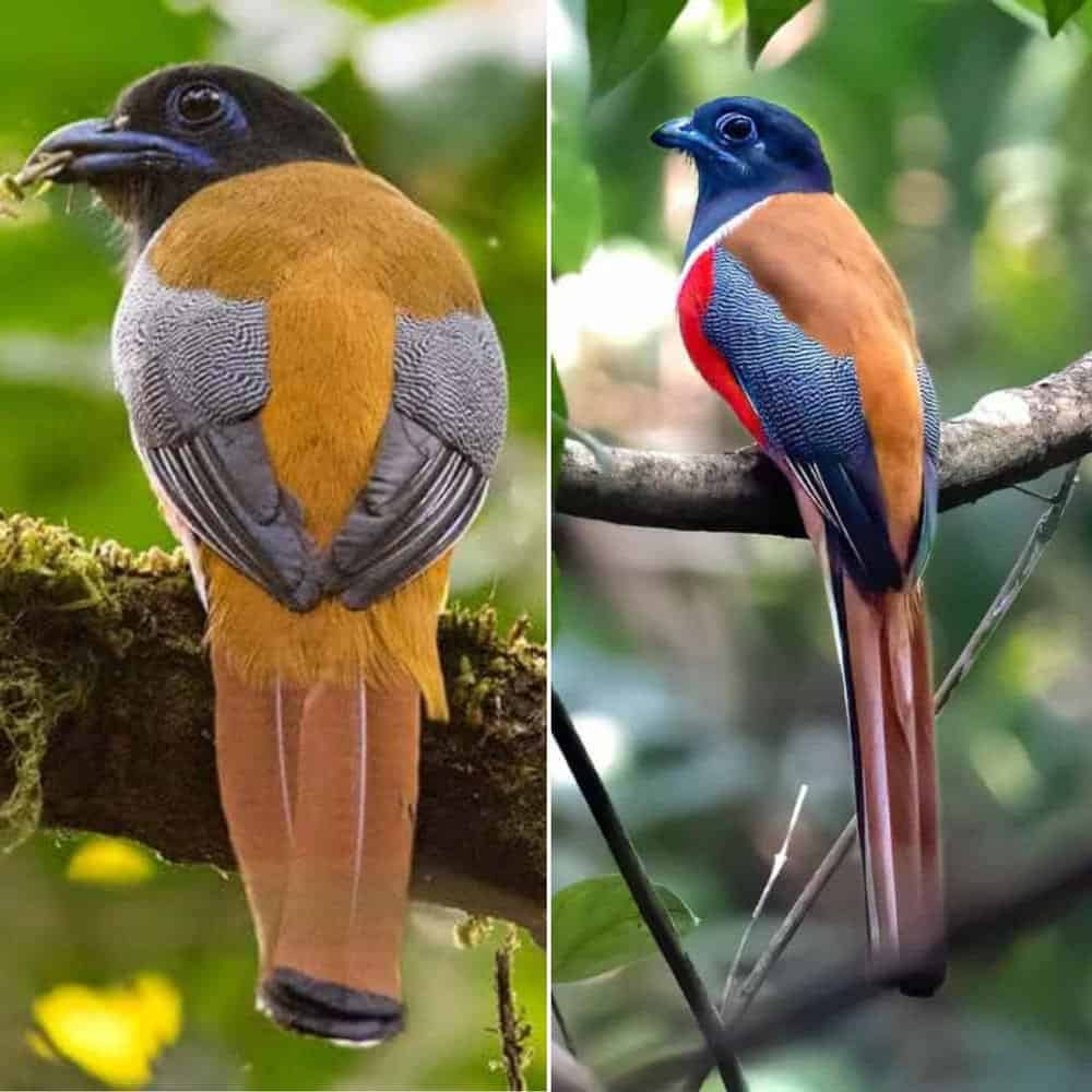 The Malabar Trogon: A Vibrant and Elusive Bird of India’s Western Ghats