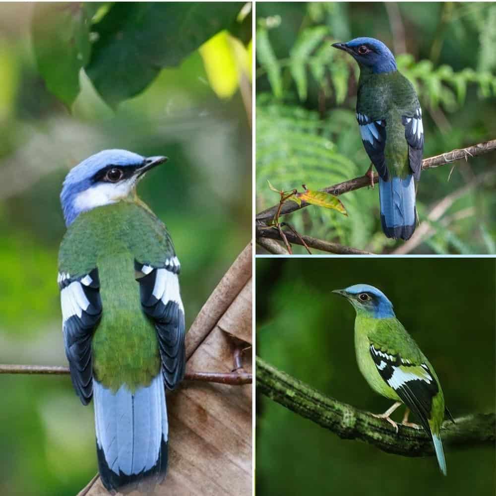 The Mesmerizing Green Cochoa: A Colorful Bird of the Himalayan Forests