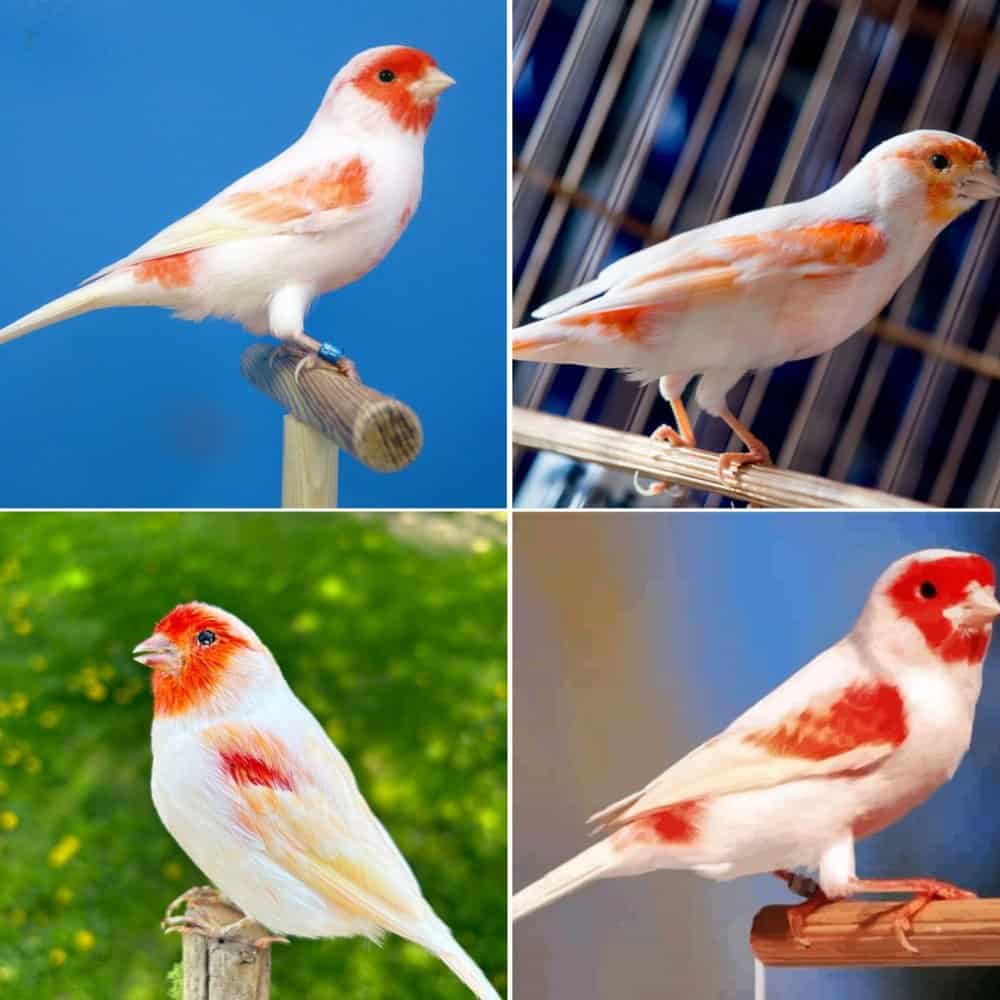 The Mosaic Canary: A Bird Known for Its Vibrant Colors and Unique ...