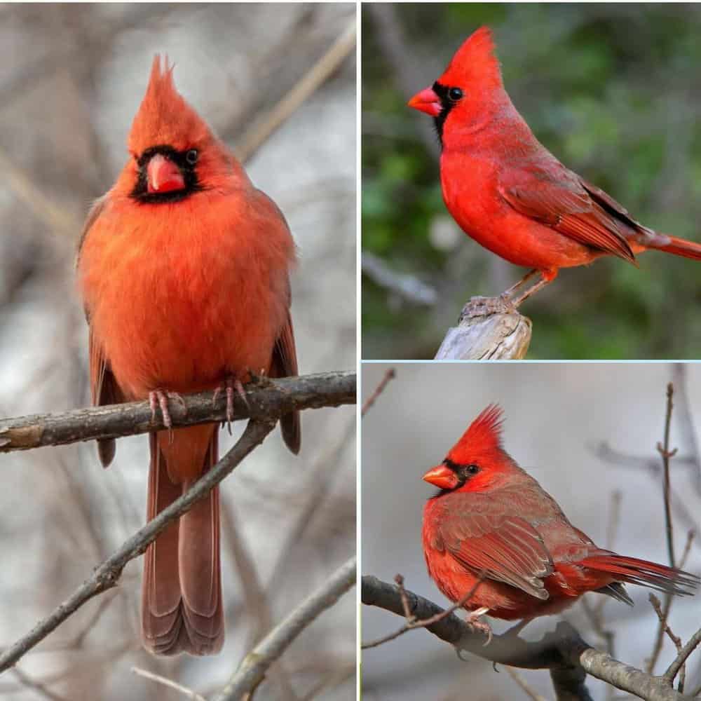 The Northern Cardinal: Nature’s Fiery Red Treasure