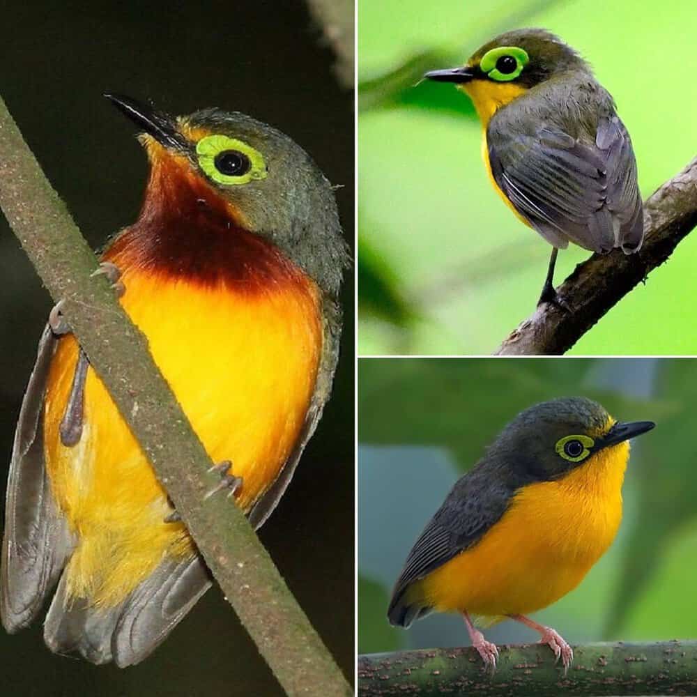 The Remarkable Yellow-bellied Wattle-eye: A Rare Beauty in Africa’s ...