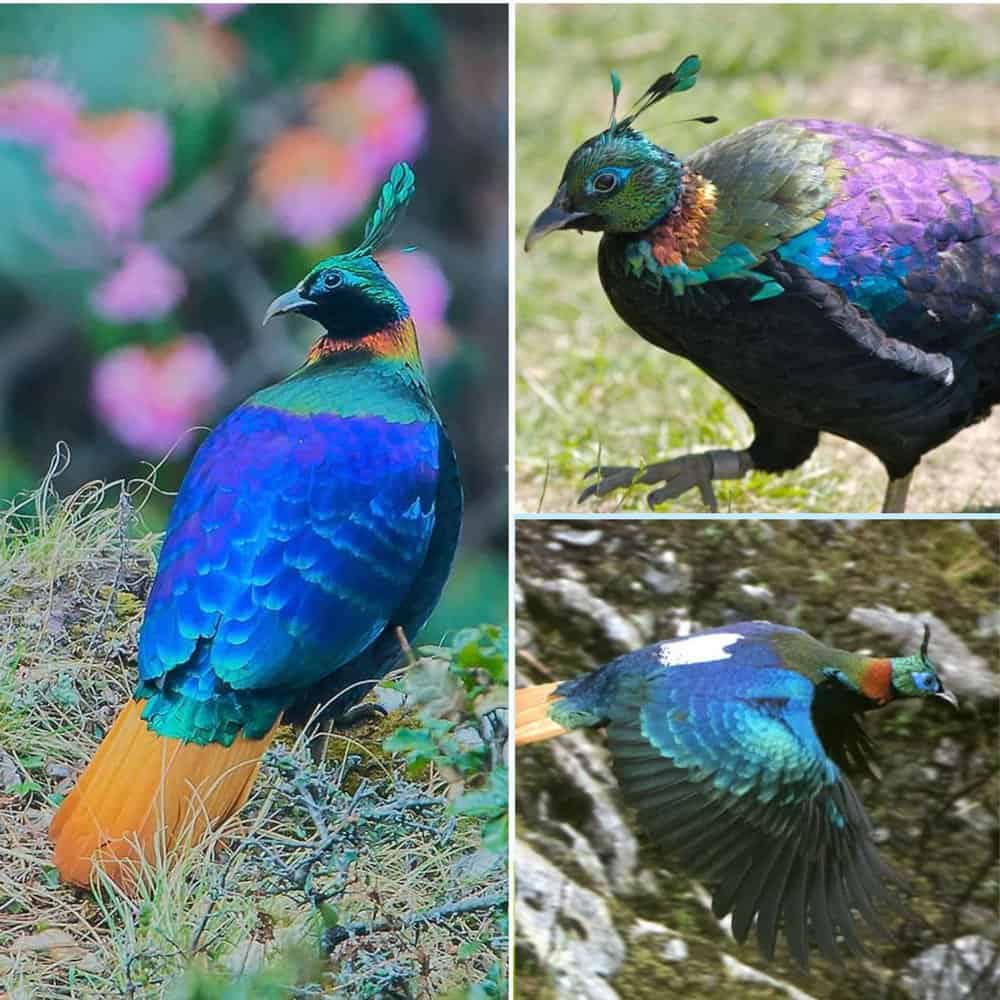 The Resplendent Quetzal: A Glimpse into the World’s Most Colorful Bird