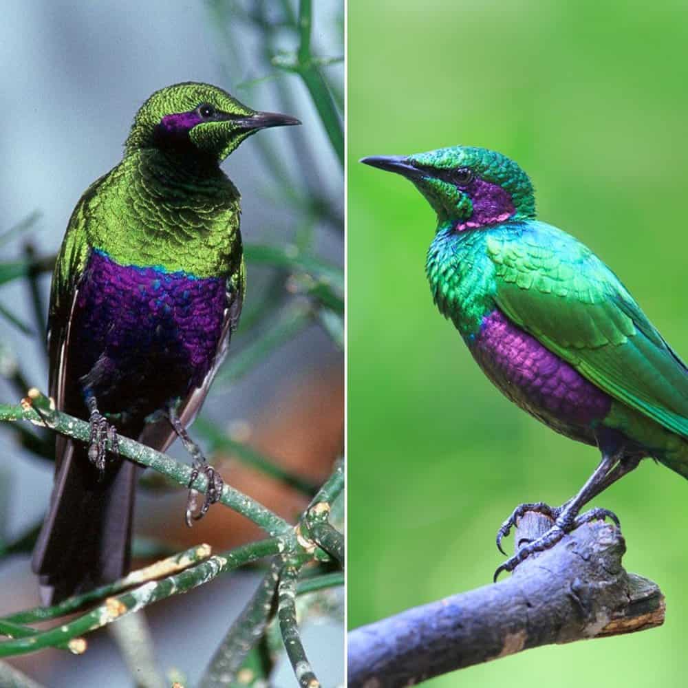 The Striking Emerald Starling: A Stunning Jewel of the Avian World