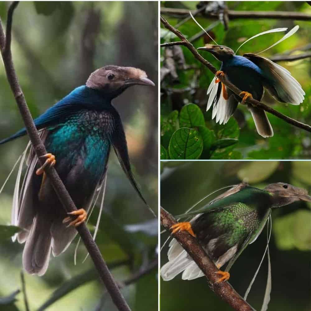 The Stunning Standardwing Bird of Paradise: A Marvel of Nature